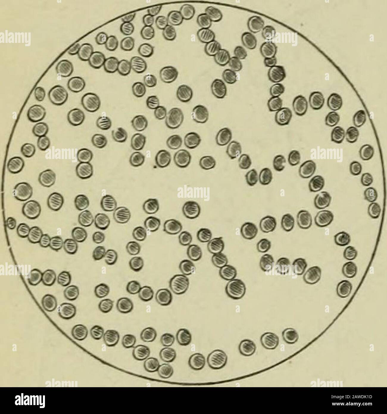 Ophidians, zoological arrangement of the different genera, including ...