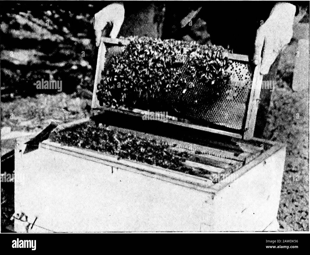 Comb joint Black and White Stock Photos & Images - Alamy