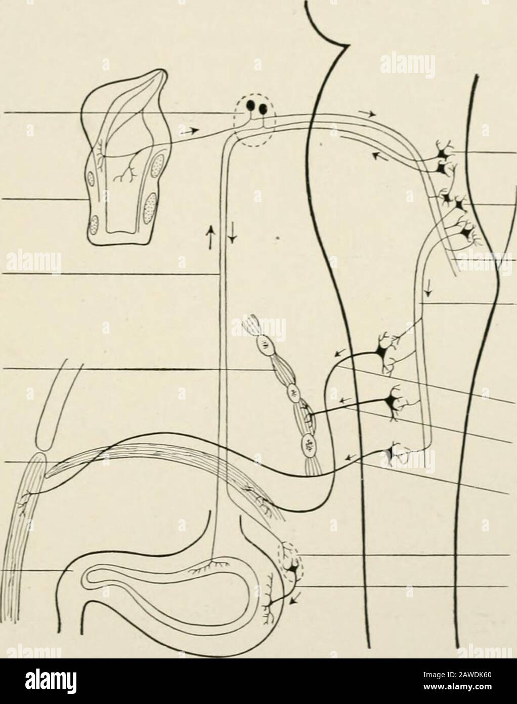 The anatomy of the nervous system, from the standpoint of development ...