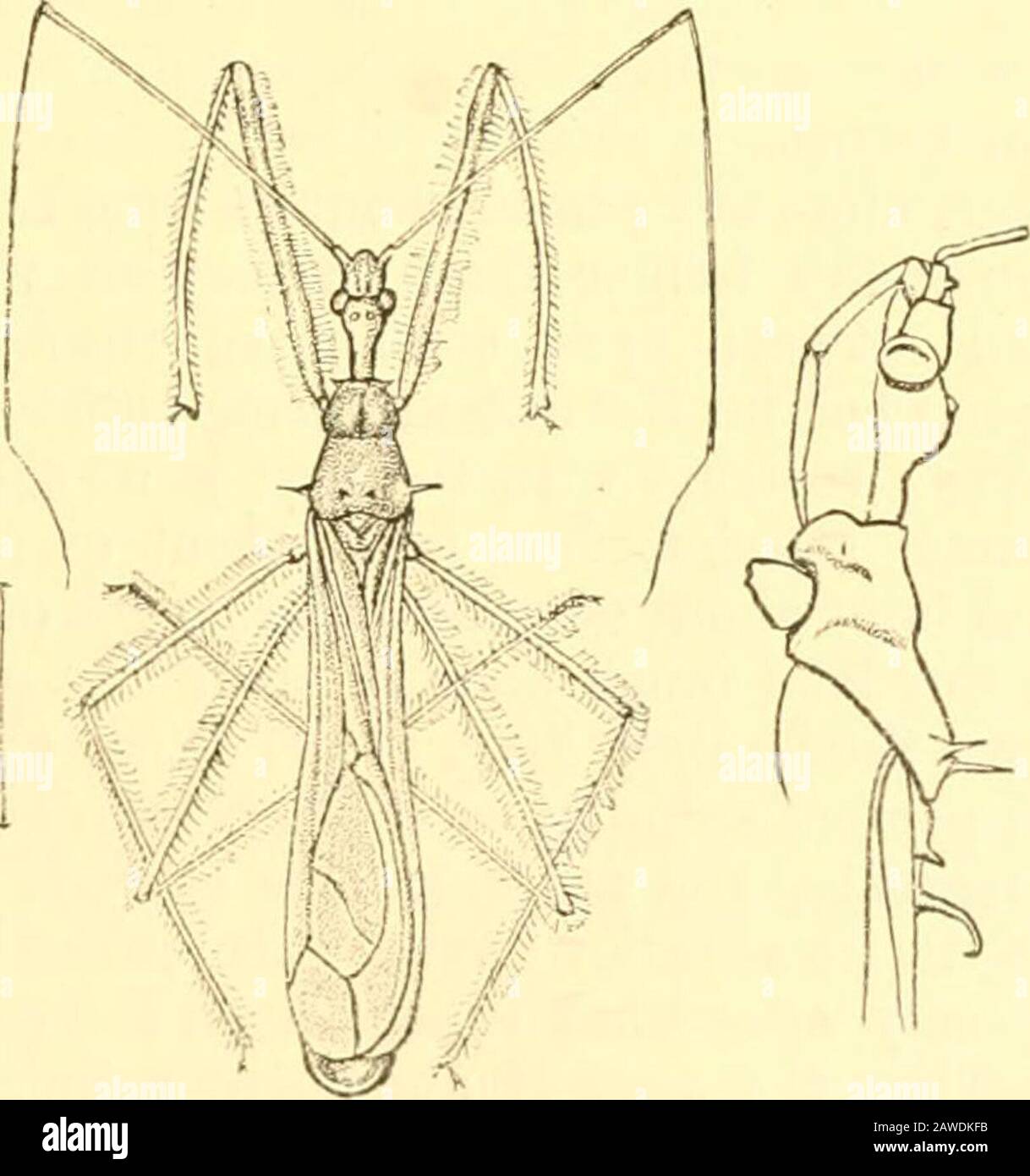 Rhynchota .. . h ocln-aceous; antennae reddishnchi-aceous; pronotmn ...