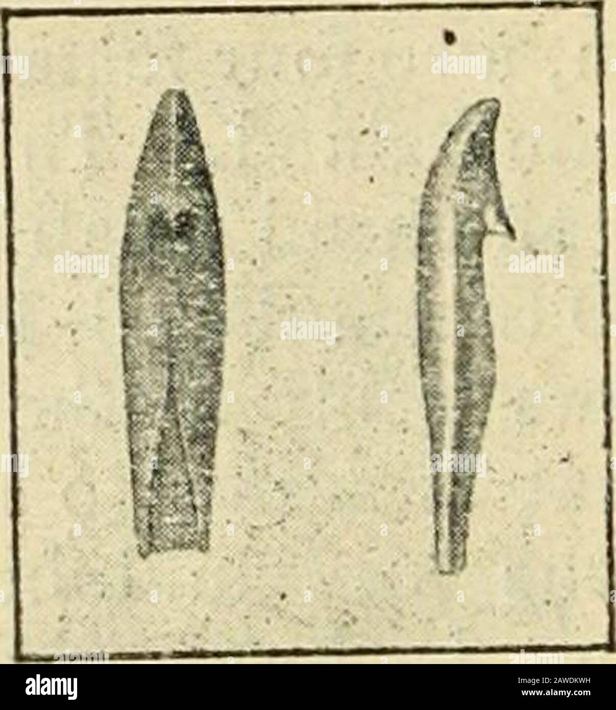 The annals and magazine of natural history : zoology, botany, and ...