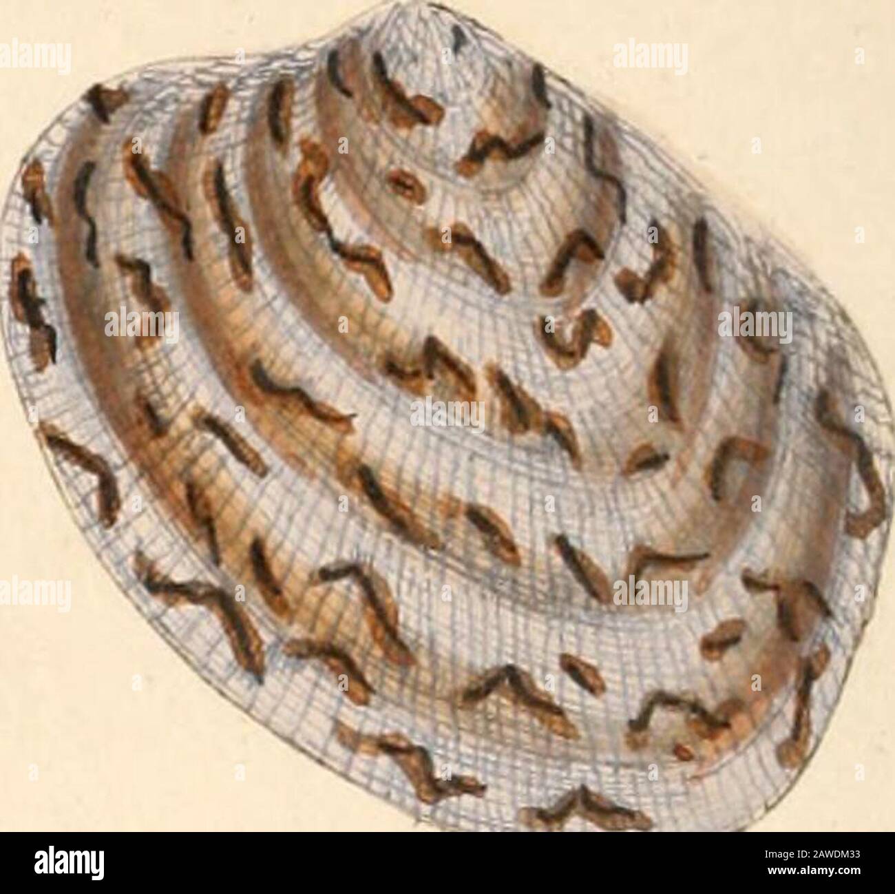 The natural history of British shells, including figures and ...