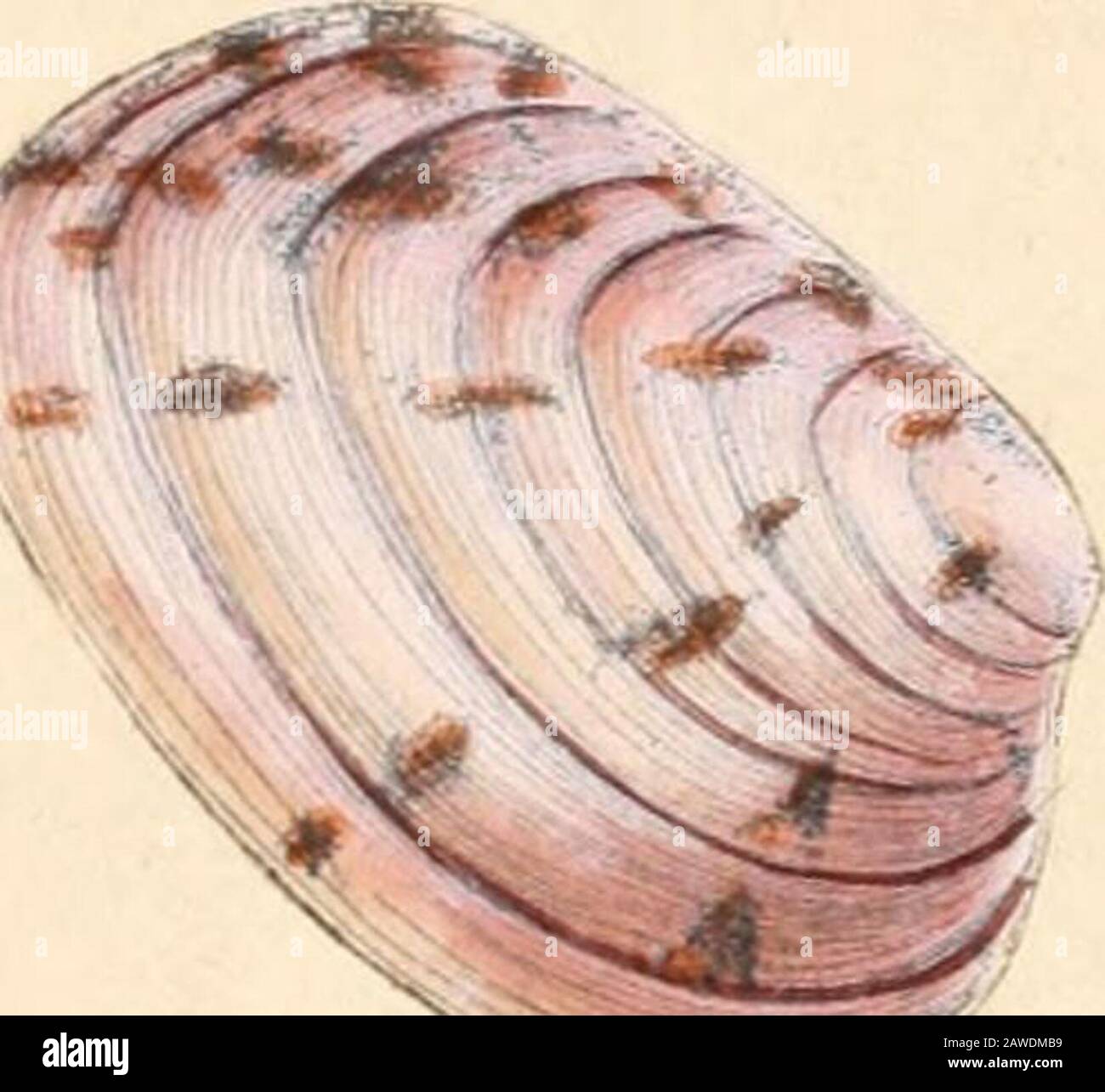 The natural history of British shells, including figures and ...
