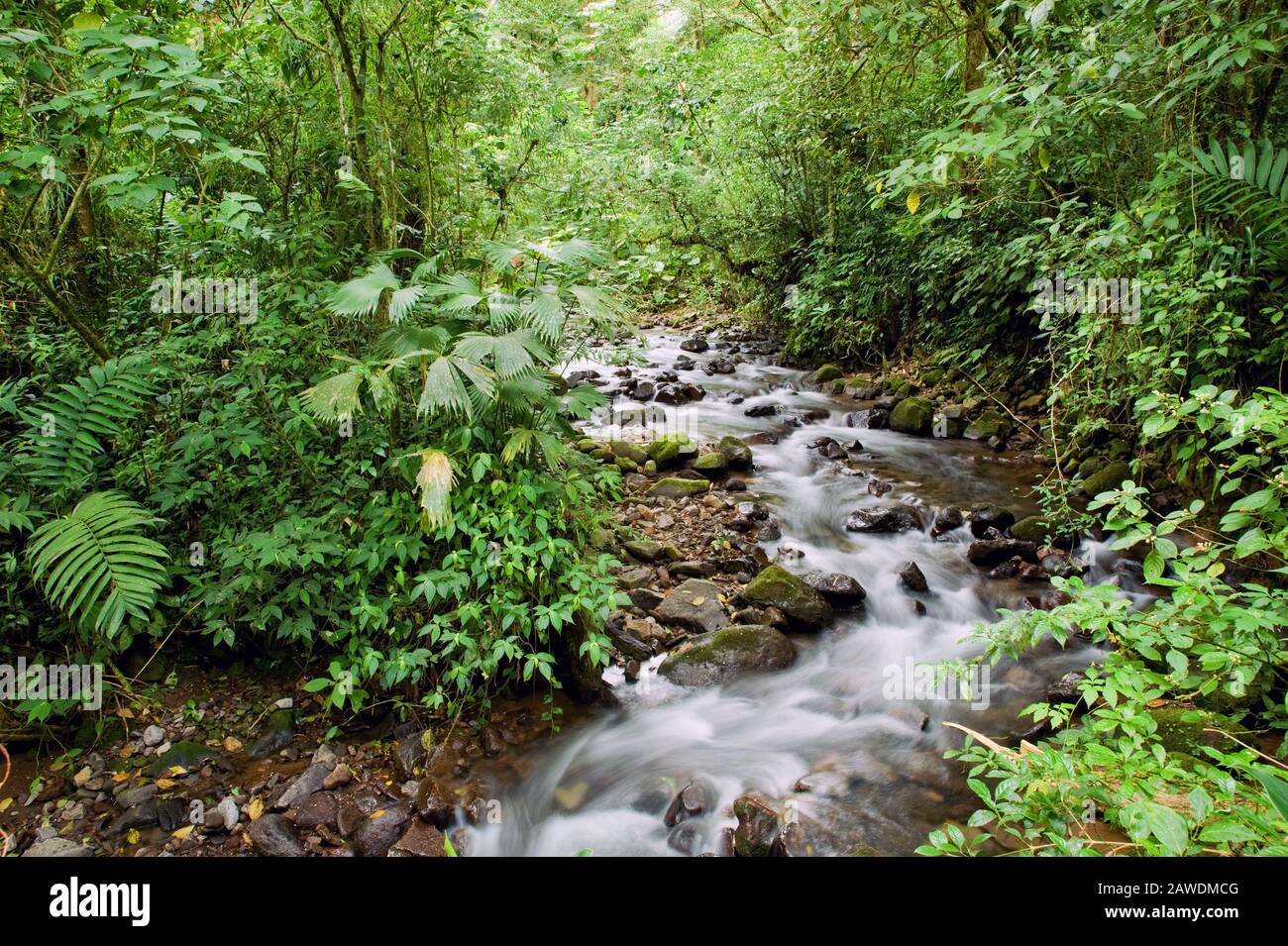 A clear stream runs through the Costa Rica rain forest Stock Photo - Alamy
