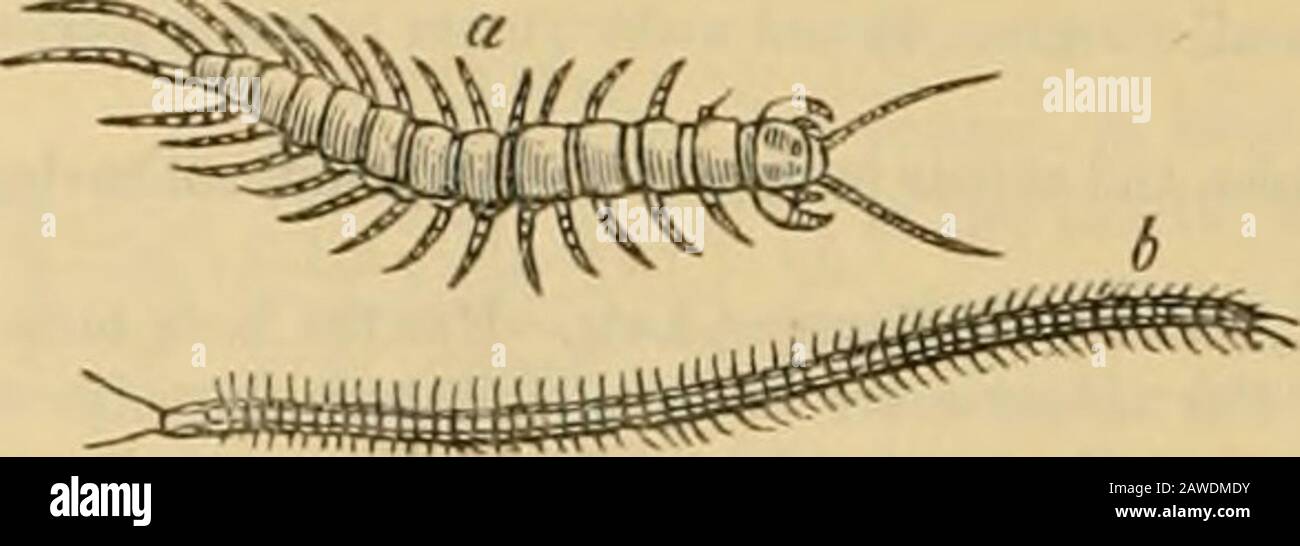 Scolopendra order hi-res stock photography and images - Alamy