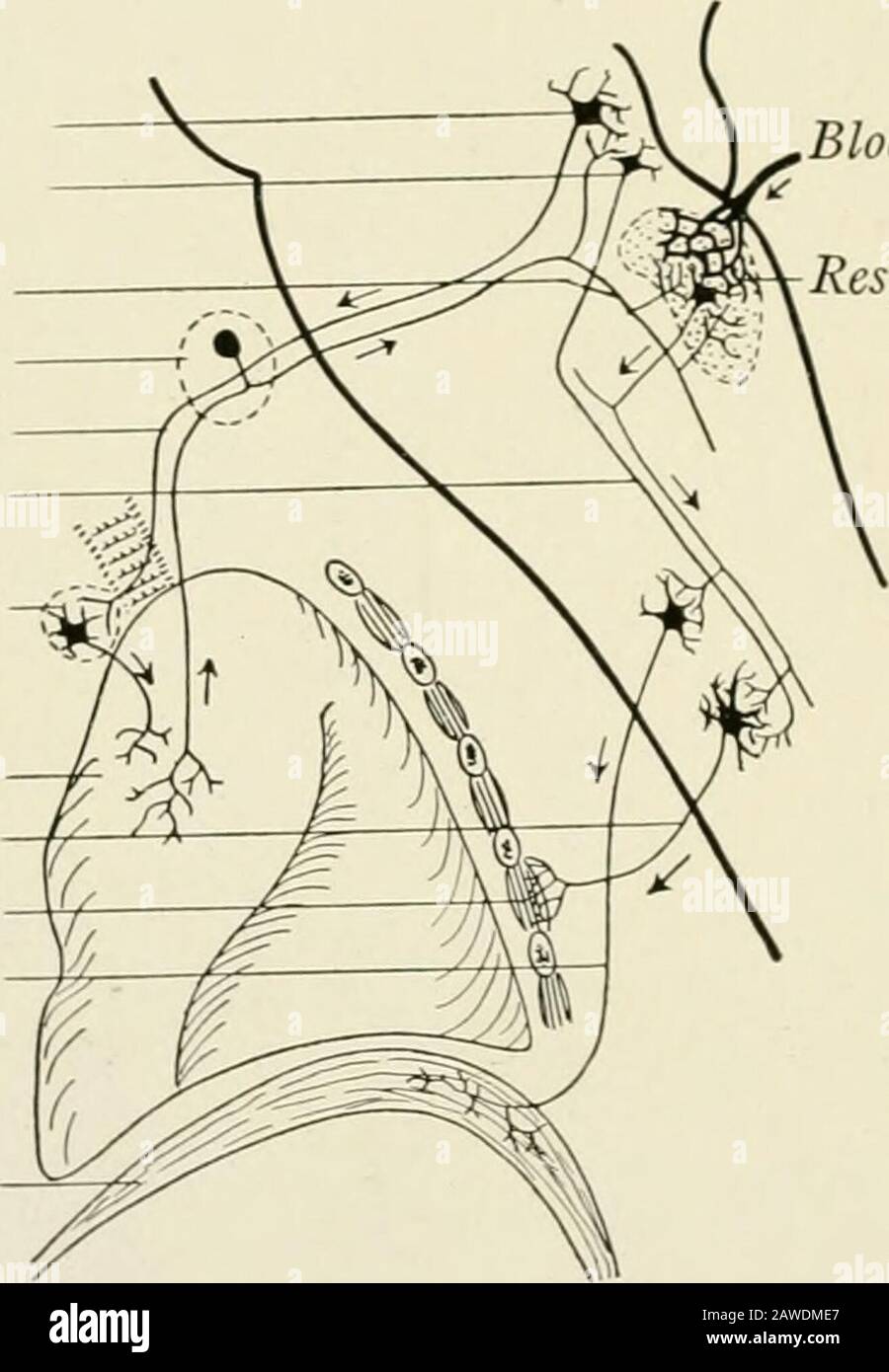 Motor neuron function hi-res stock photography and images - Alamy