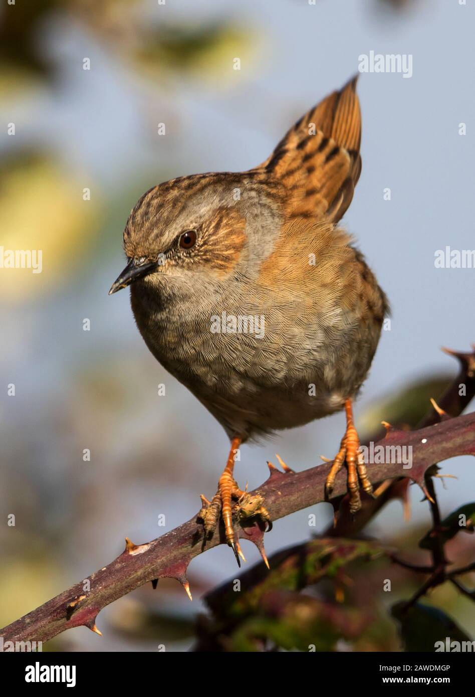 Posing dunnock hi-res stock photography and images - Alamy