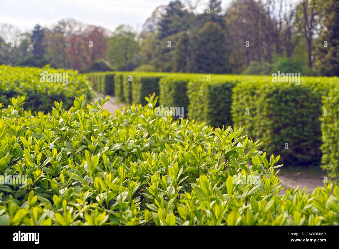 A classic garden with rows of hedges. Spring lush vegetation Stock ...