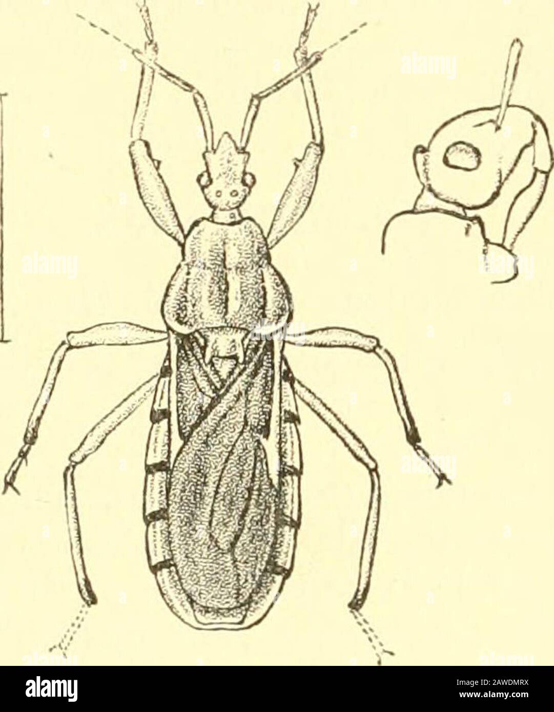 Rhynchota .. . h a short tuber-culous spine on apical area, anterior ...
