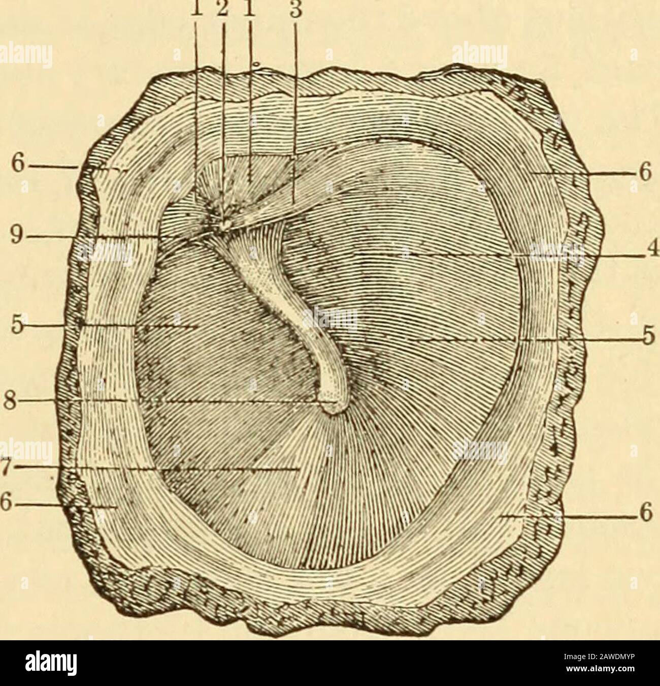 Shrapnells hi-res stock photography and images - Alamy