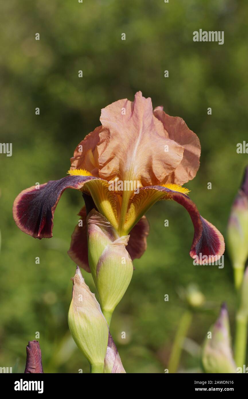 A plant with impressive flowers, garden decoration. Iris germanica is ...
