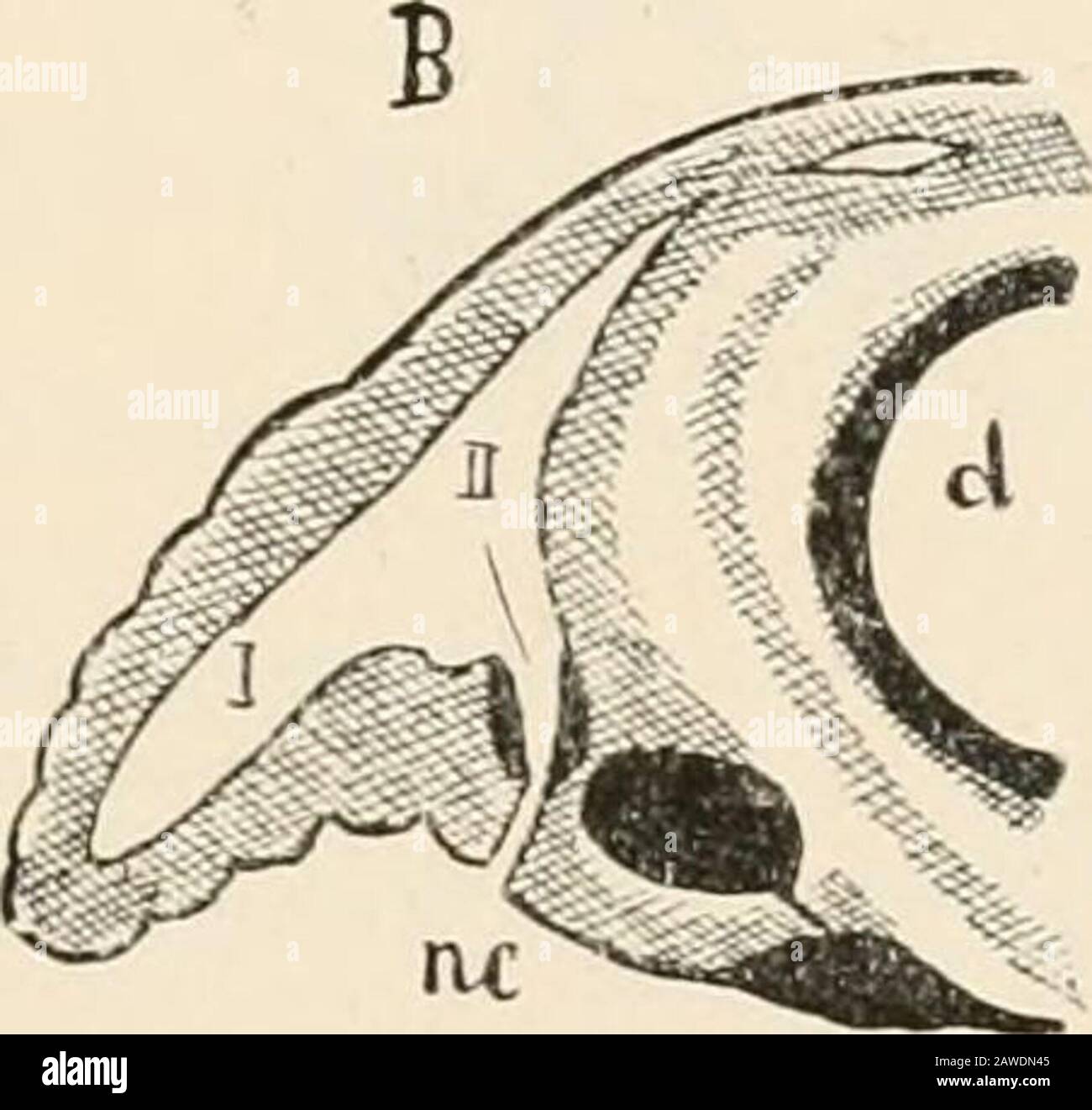 Text-book of comparative anatomy . FKI. -298.—Embryo of Peripatus Ed ...
