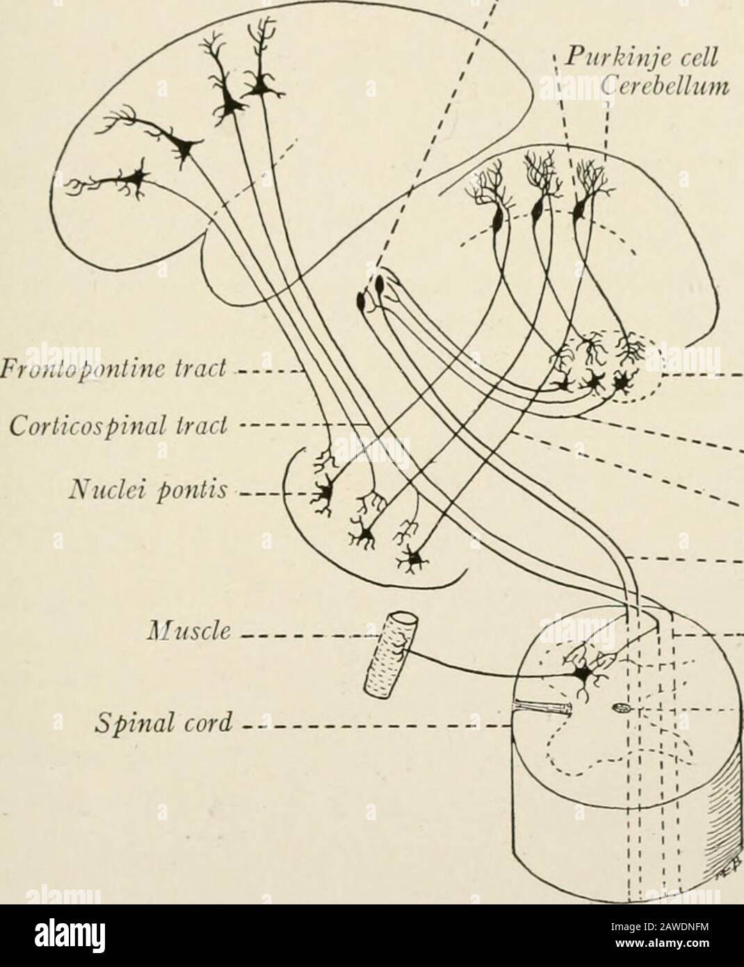 The anatomy of the nervous system, from the standpoint of development ...