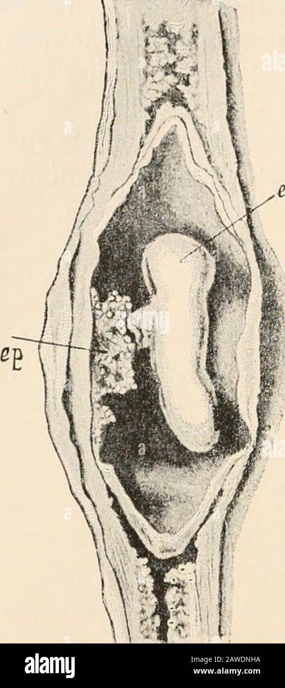 Text-book of comparative anatomy . ac of connectivetissue filled with ...