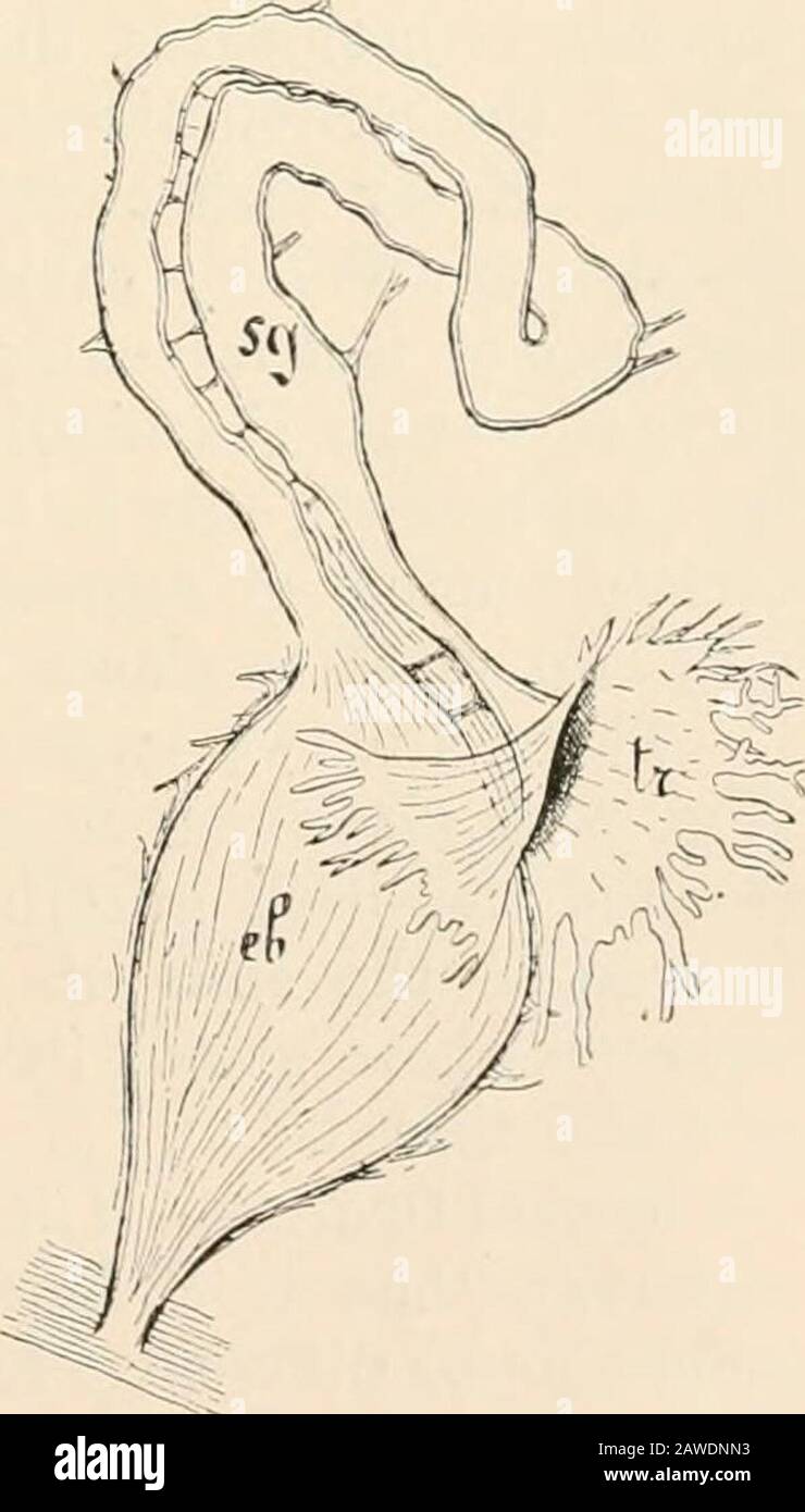 Nephridium hi-res stock photography and images - Alamy