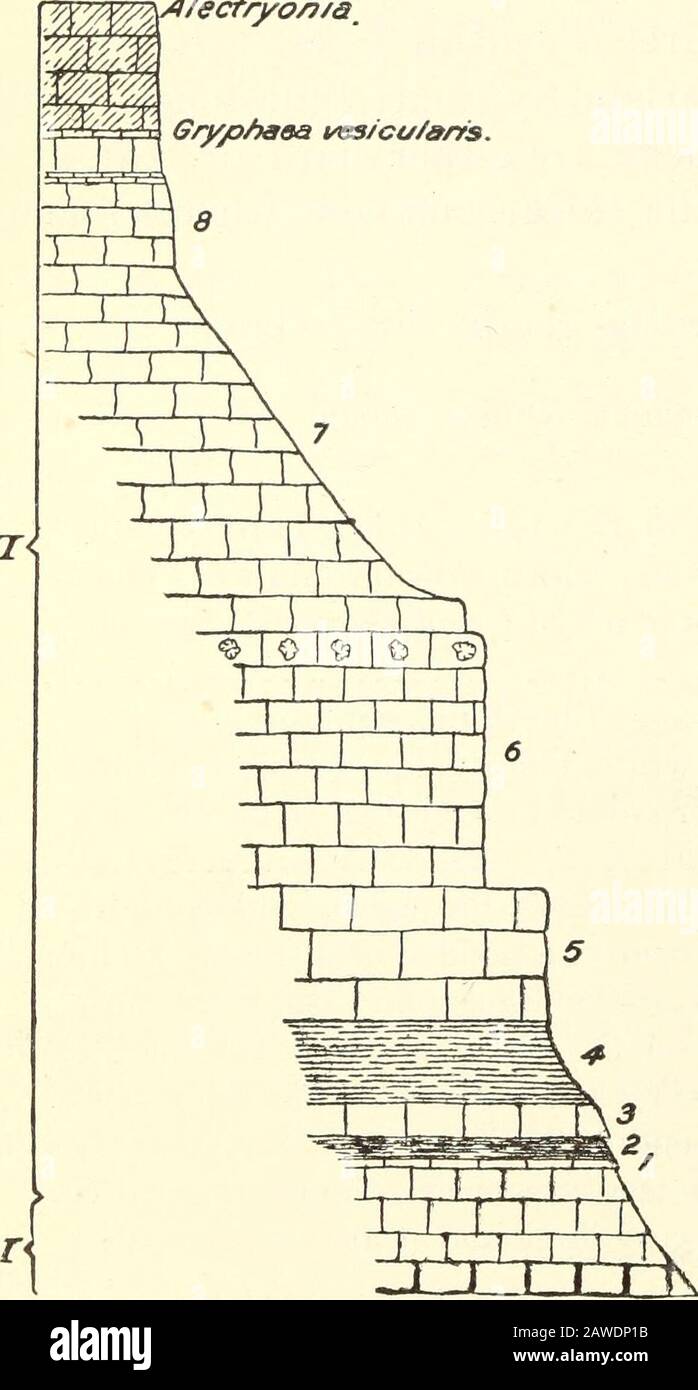 Inoceramus hi-res stock photography and images - Alamy