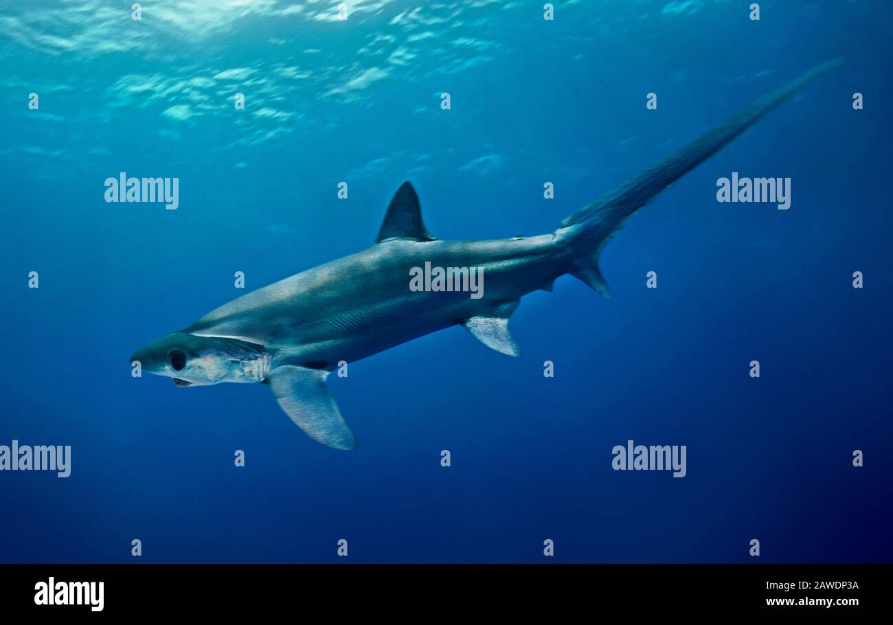 Thresher Sharks High Resolution Stock Photography and Images - Alamy