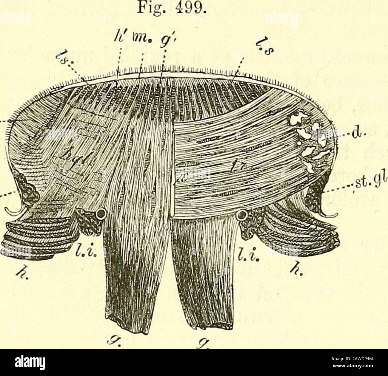 Quain's elements of anatomy . Fig. 498.—Longitudinal tertical section ...