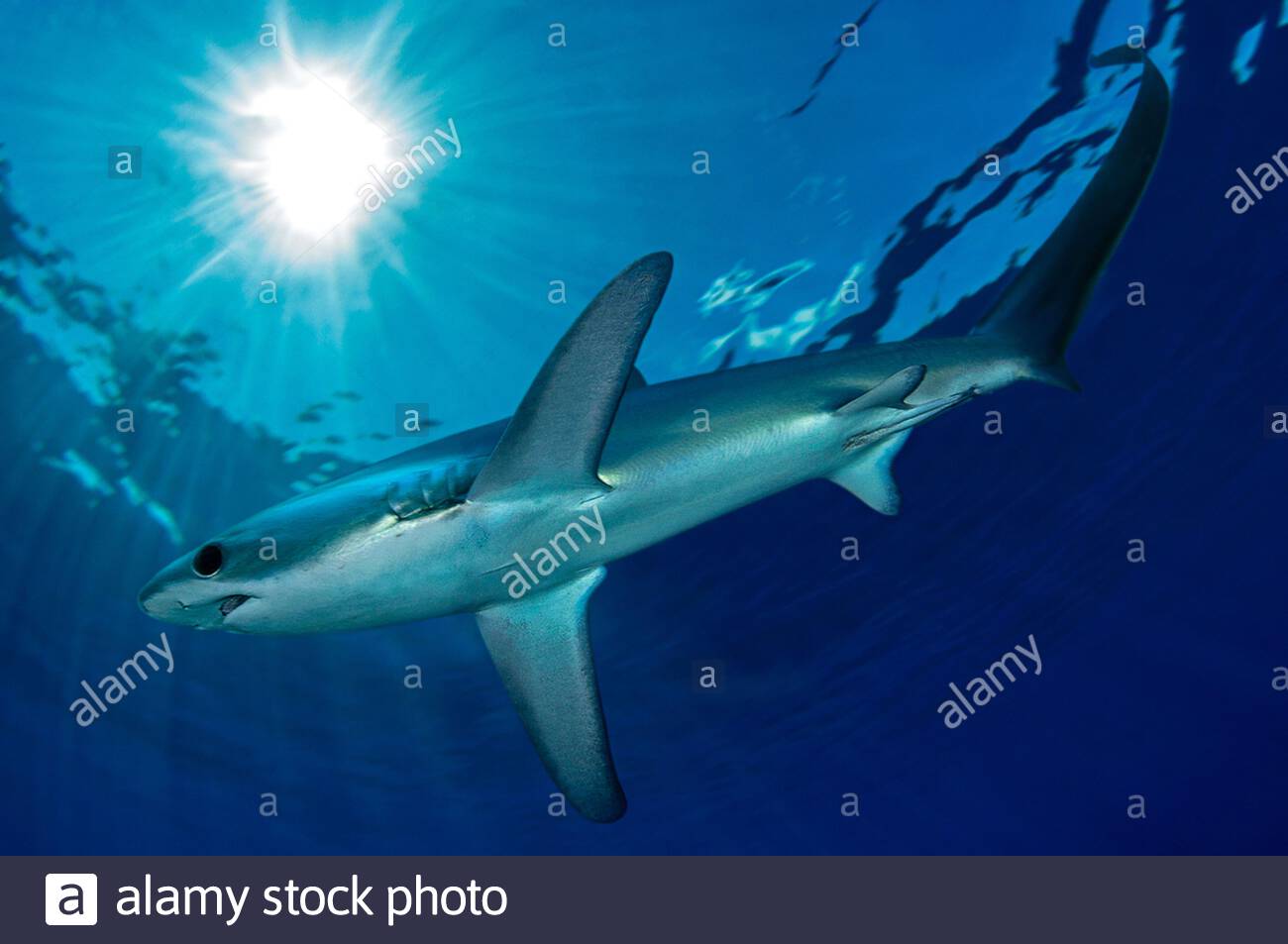 Thresher High Resolution Stock Photography and Images - Alamy