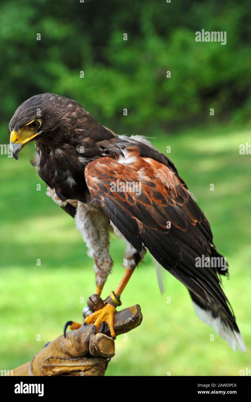 Falconer hawker falconry hawk hi-res stock photography and images - Alamy