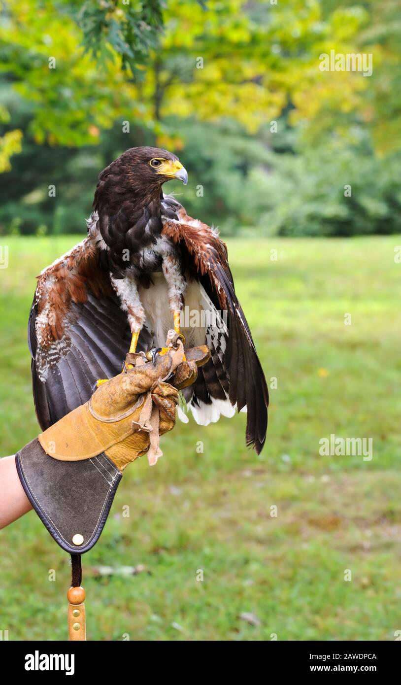 Falconer Holding a Beautiful Falcon Outdoors Stock Photo - Alamy