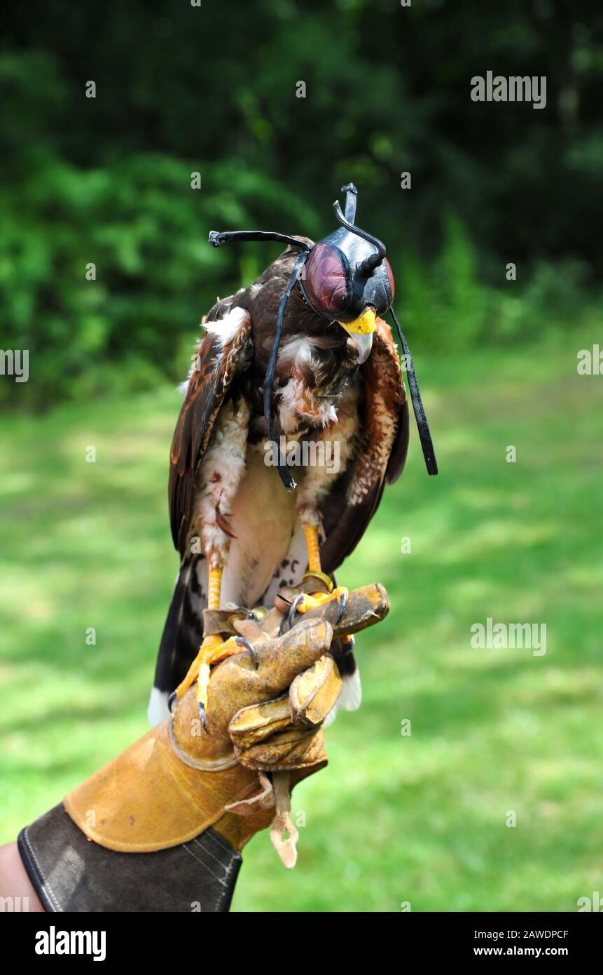 Falconer hawker falconry hawk hi-res stock photography and images - Alamy