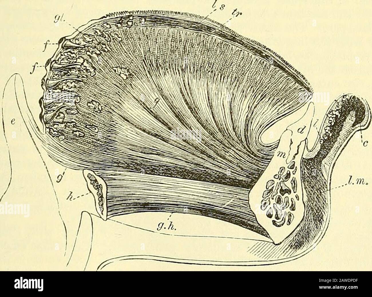 Quain's elements of anatomy . along the under surface of the tongue ...