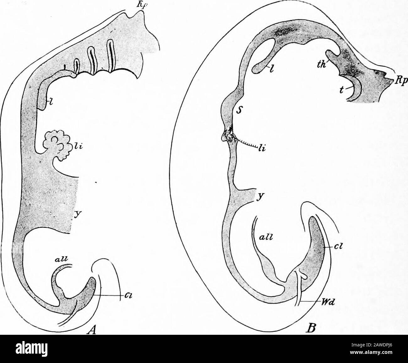 Lower oesophagus Cut Out Stock Images & Pictures - Alamy