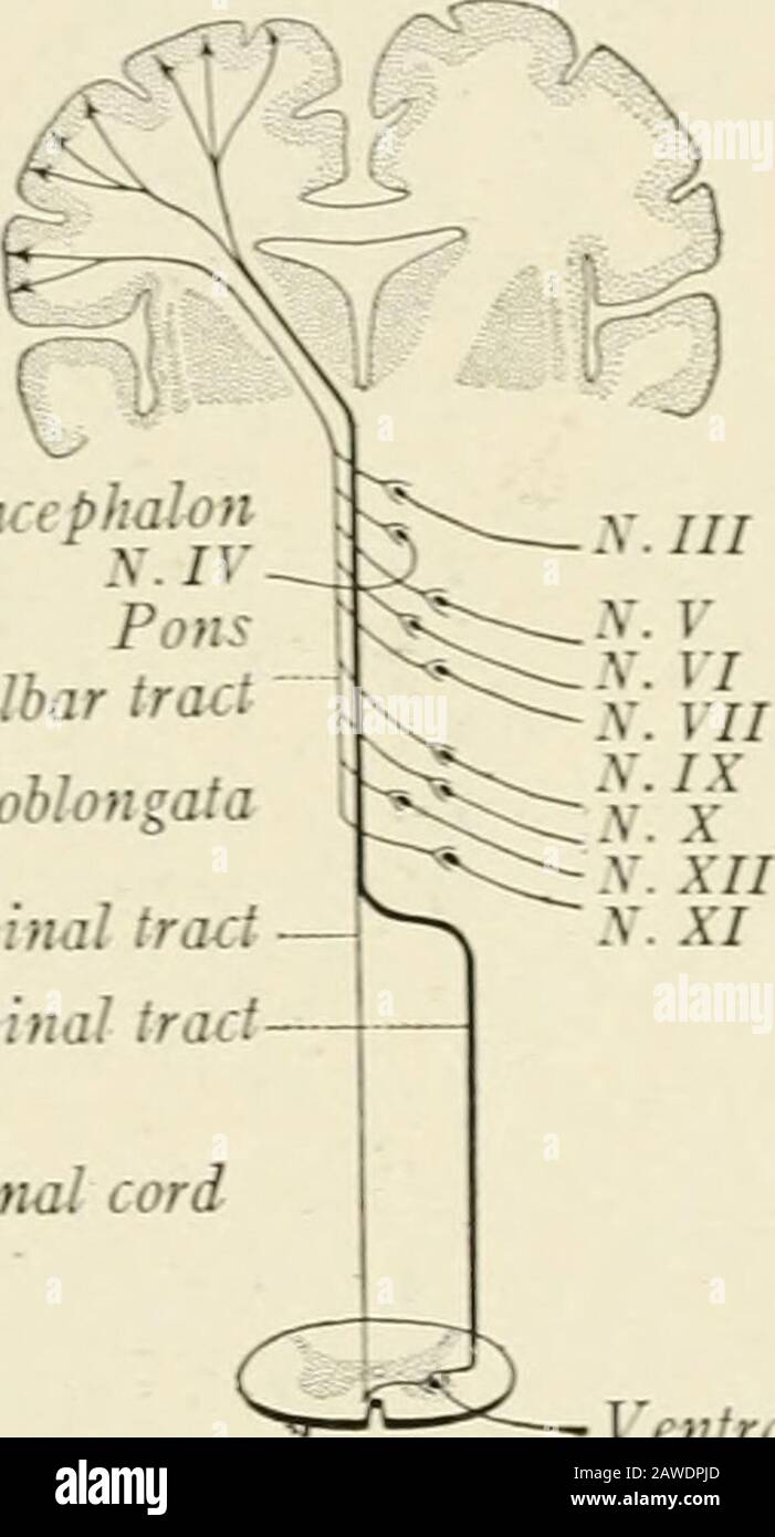 The anatomy of the nervous system, from the standpoint of development ...