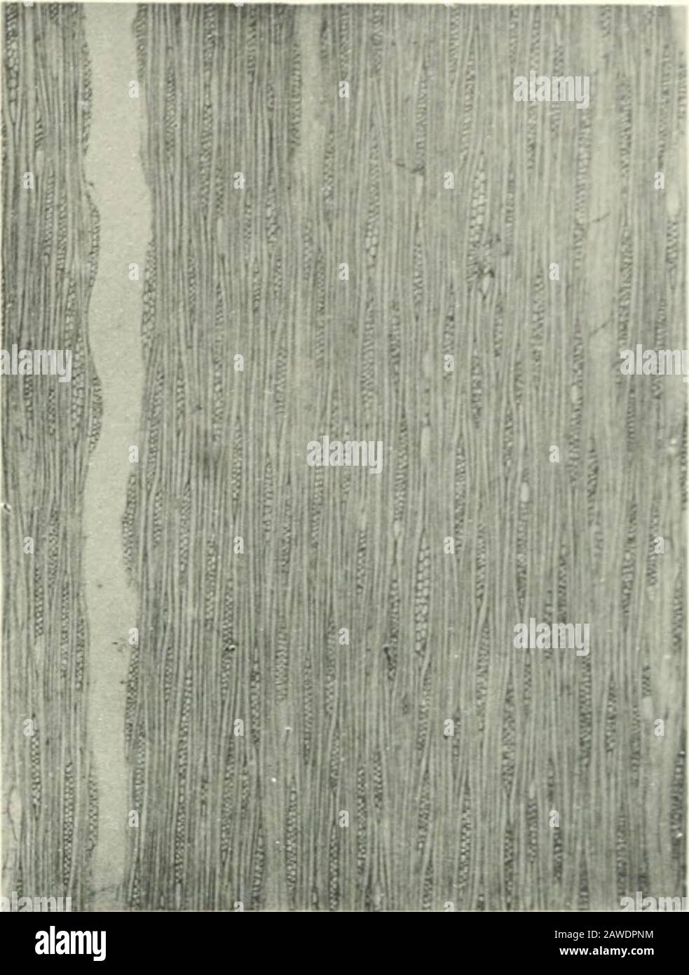 Madagascar : les bois de la forêt d'Analamazaotra . Mespilolaptine ...