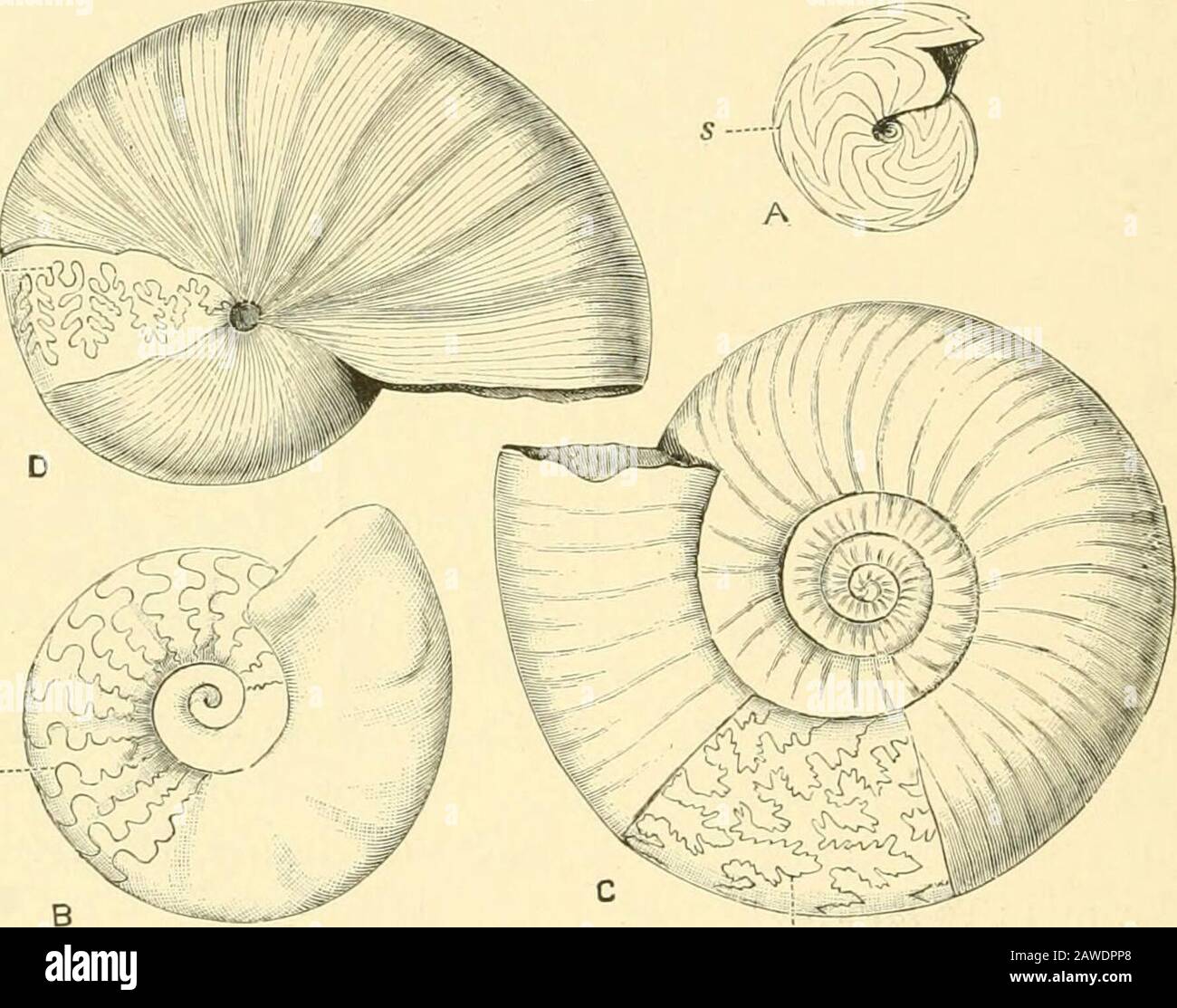 Choristoceras hi-res stock photography and images - Alamy