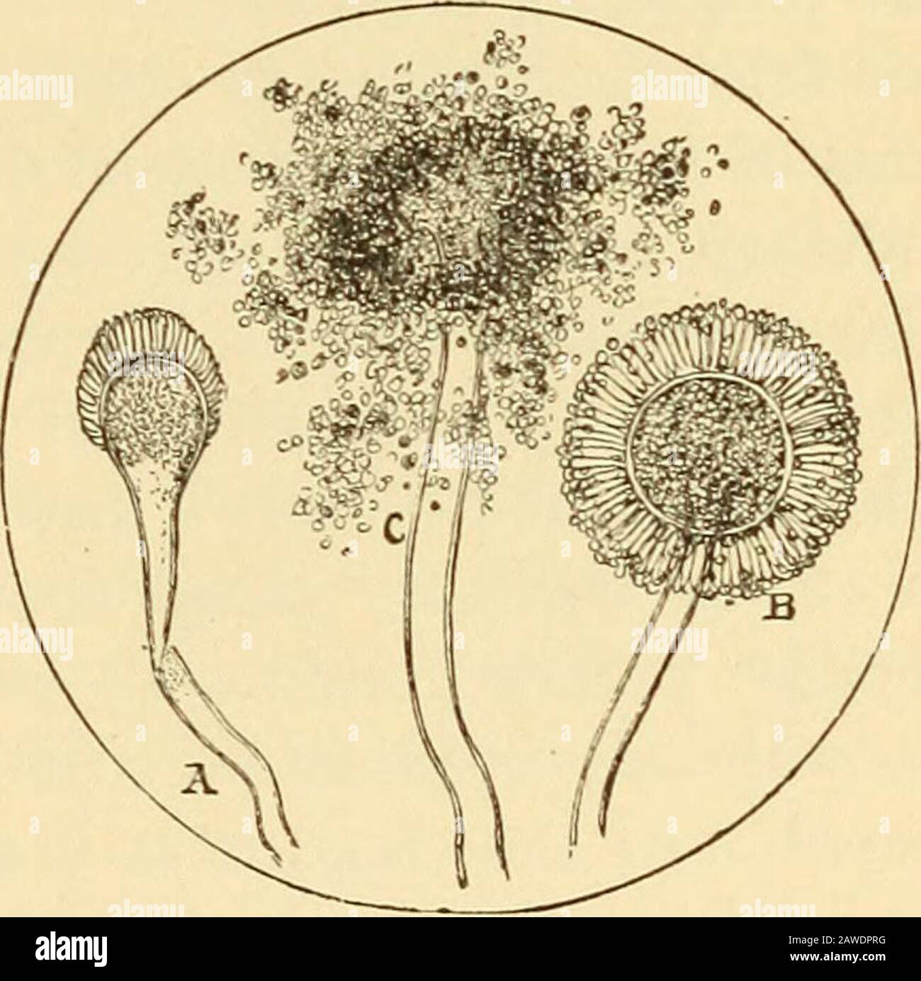 Aspergillus glaucus hi-res stock photography and images - Alamy