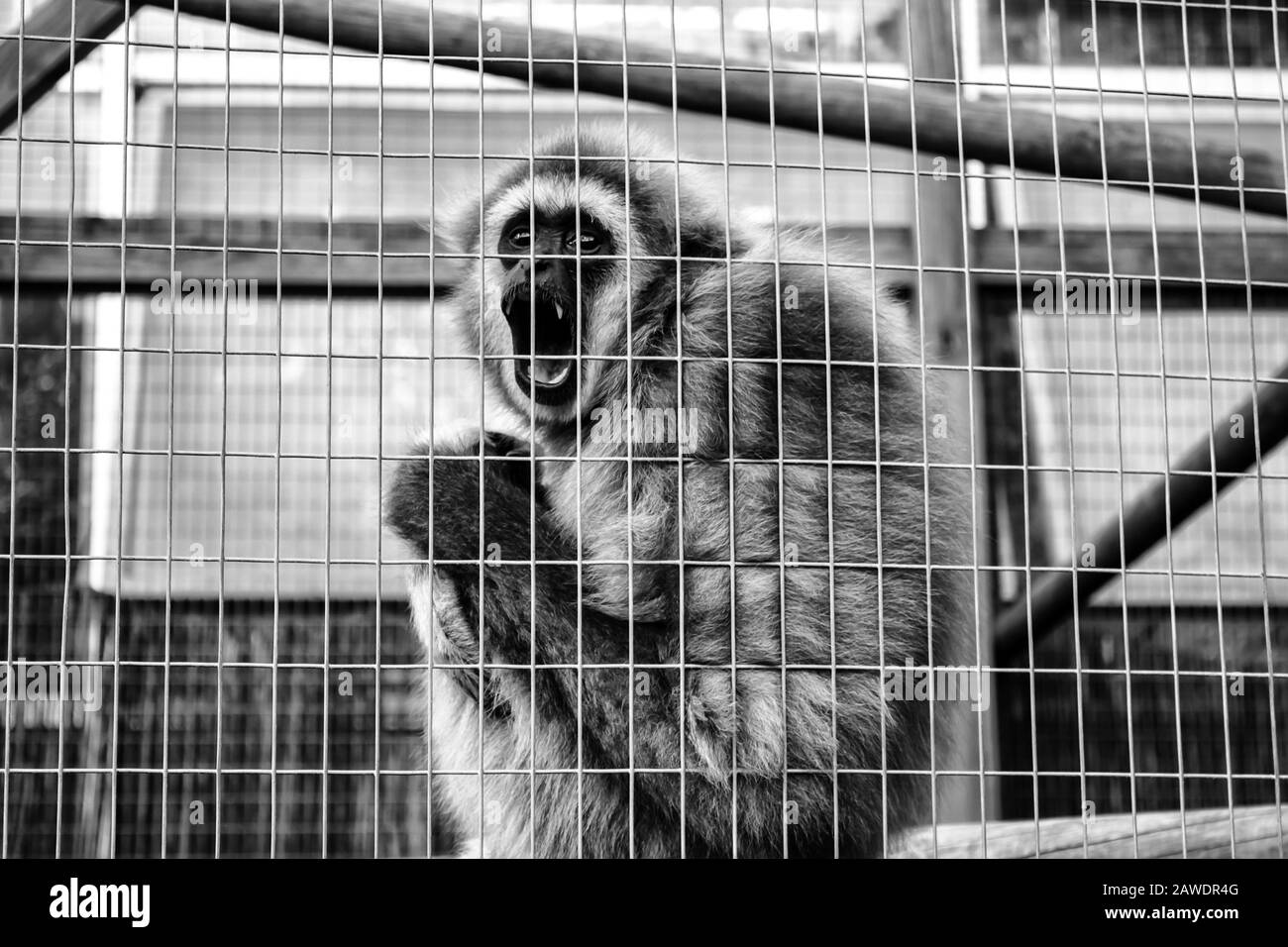 Orangutan locked cage, wild animals abuse, monkeys Stock Photo - Alamy