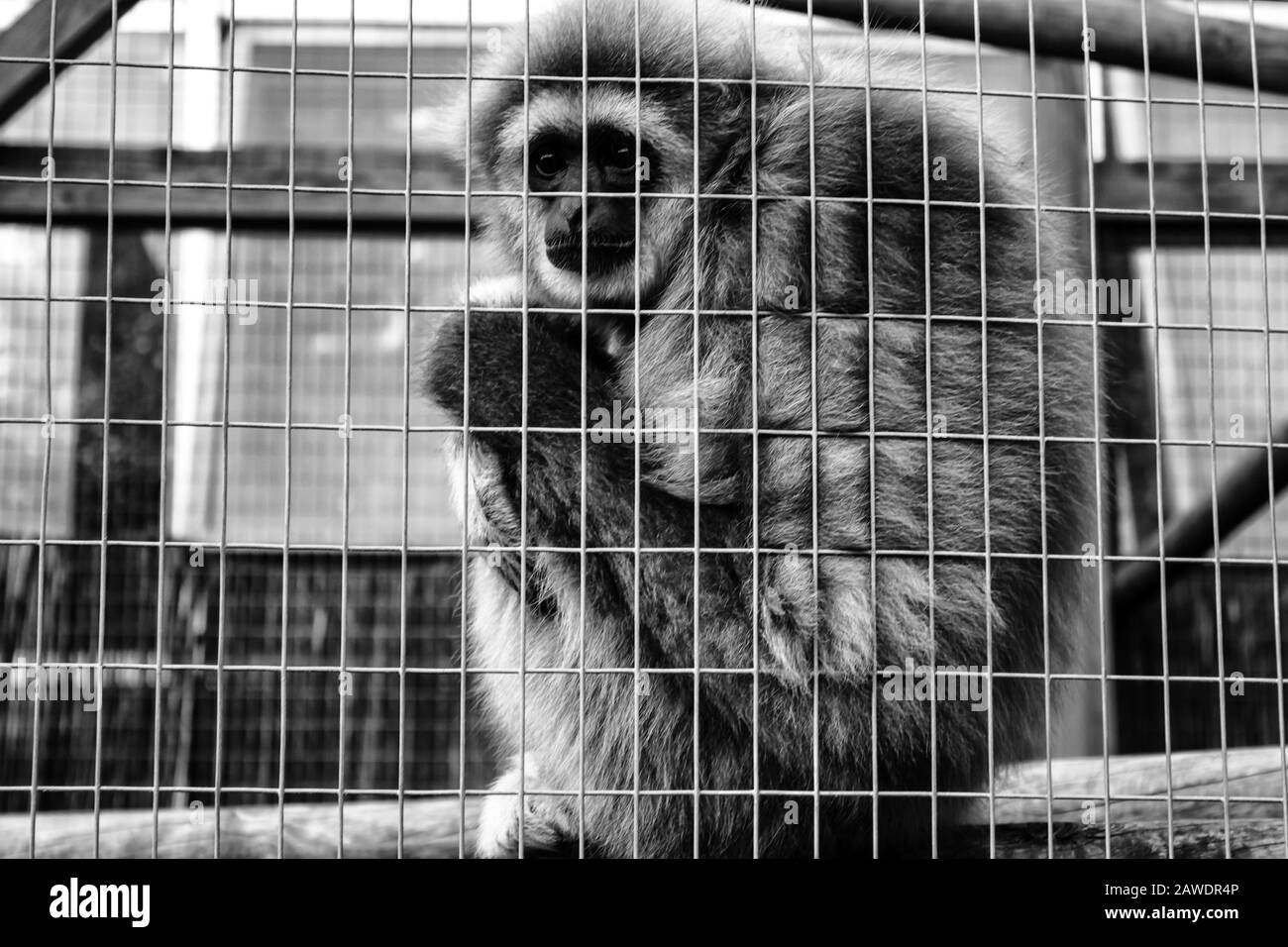 Monkey lock up Black and White Stock Photos & Images - Alamy