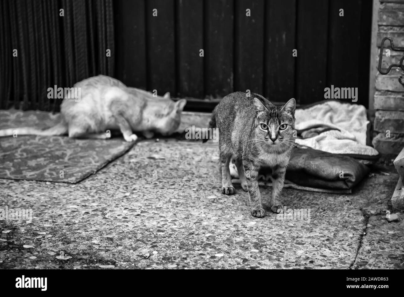 Animal Abuse Pictures Of Cats