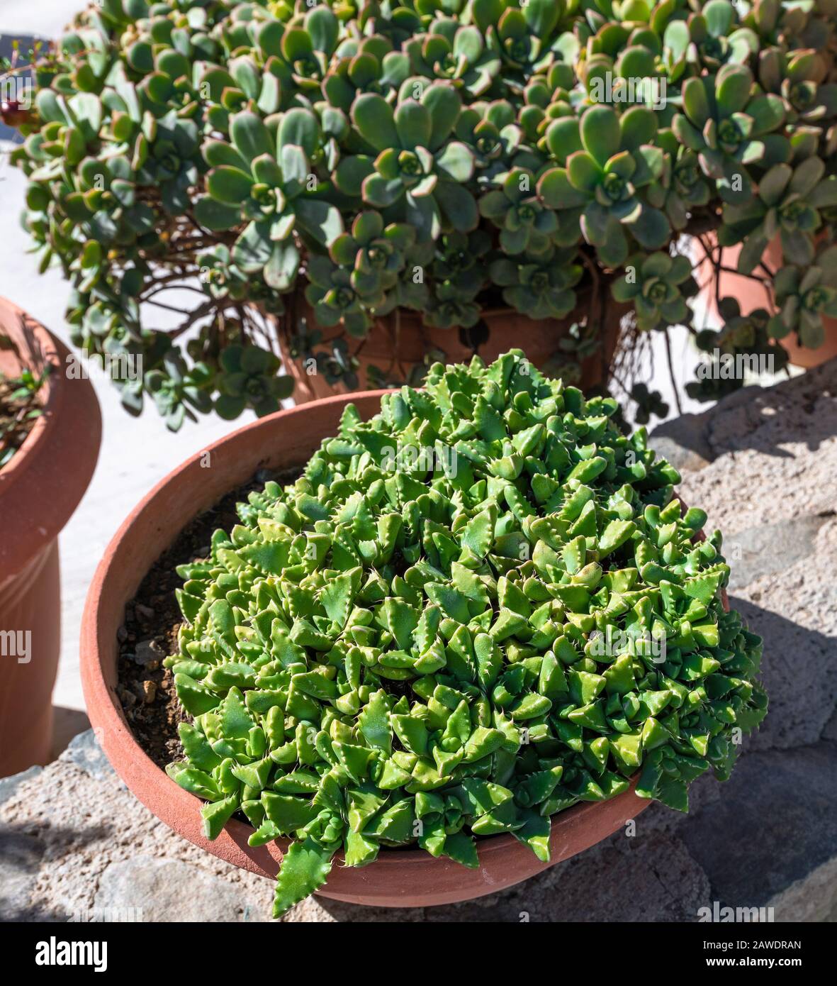 Cacti and succulents in the pots outdoors Stock Photo - Alamy