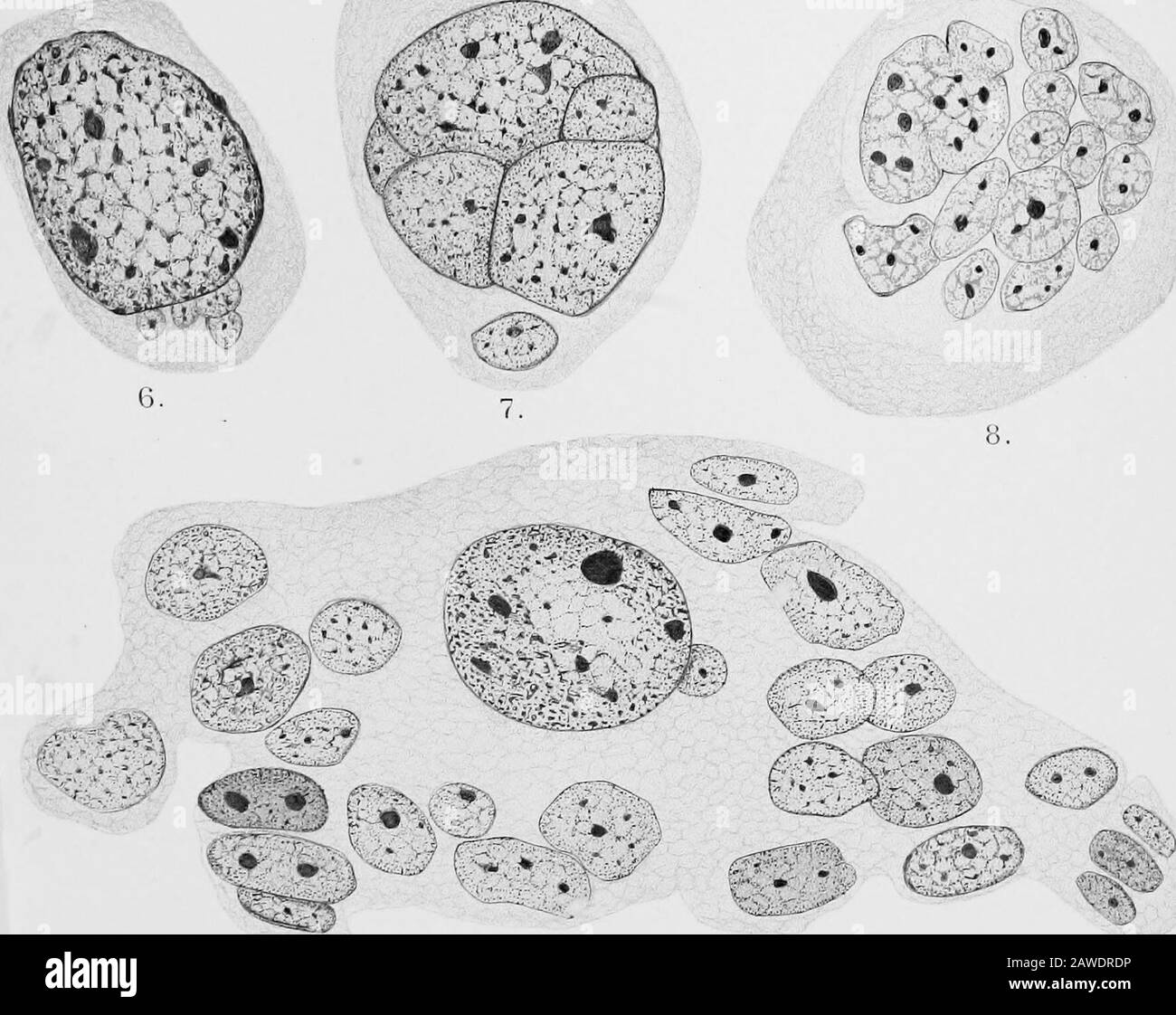 Clinical and pathological papers .. . 10 Stock Photo - Alamy