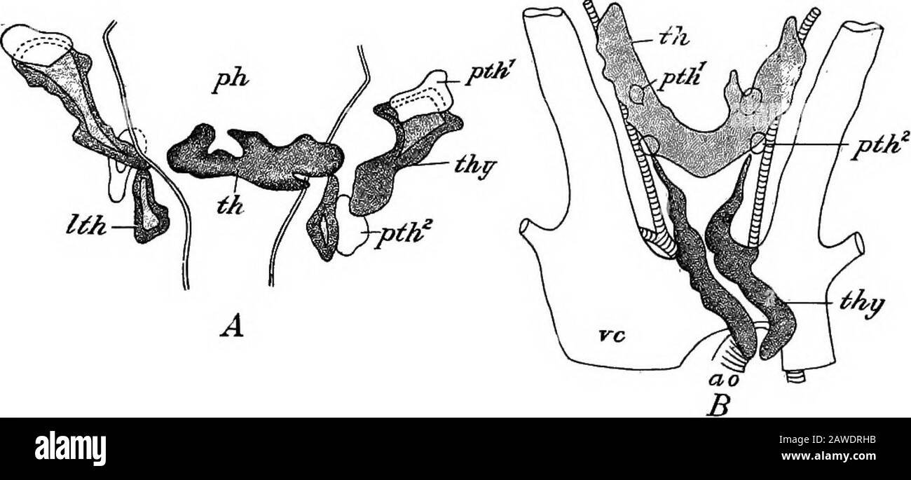 The development of the human body; a manual of human embryology ...