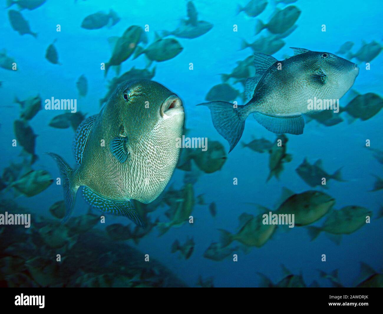 Capriscus High Resolution Stock Photography and Images - Alamy