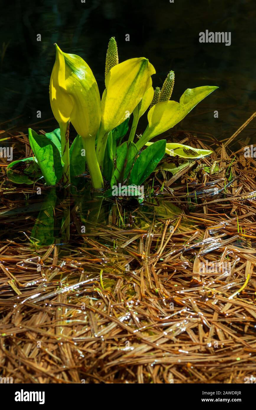 Yellow skunk cabbage growing in the Hoh Rain Forest, Olympic National ...