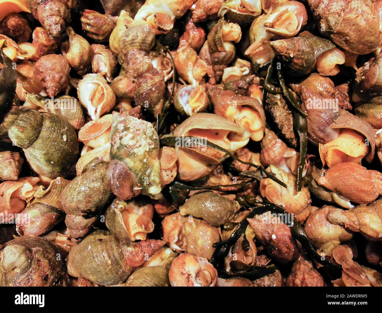 Bulot hi-res stock photography and images - Alamy