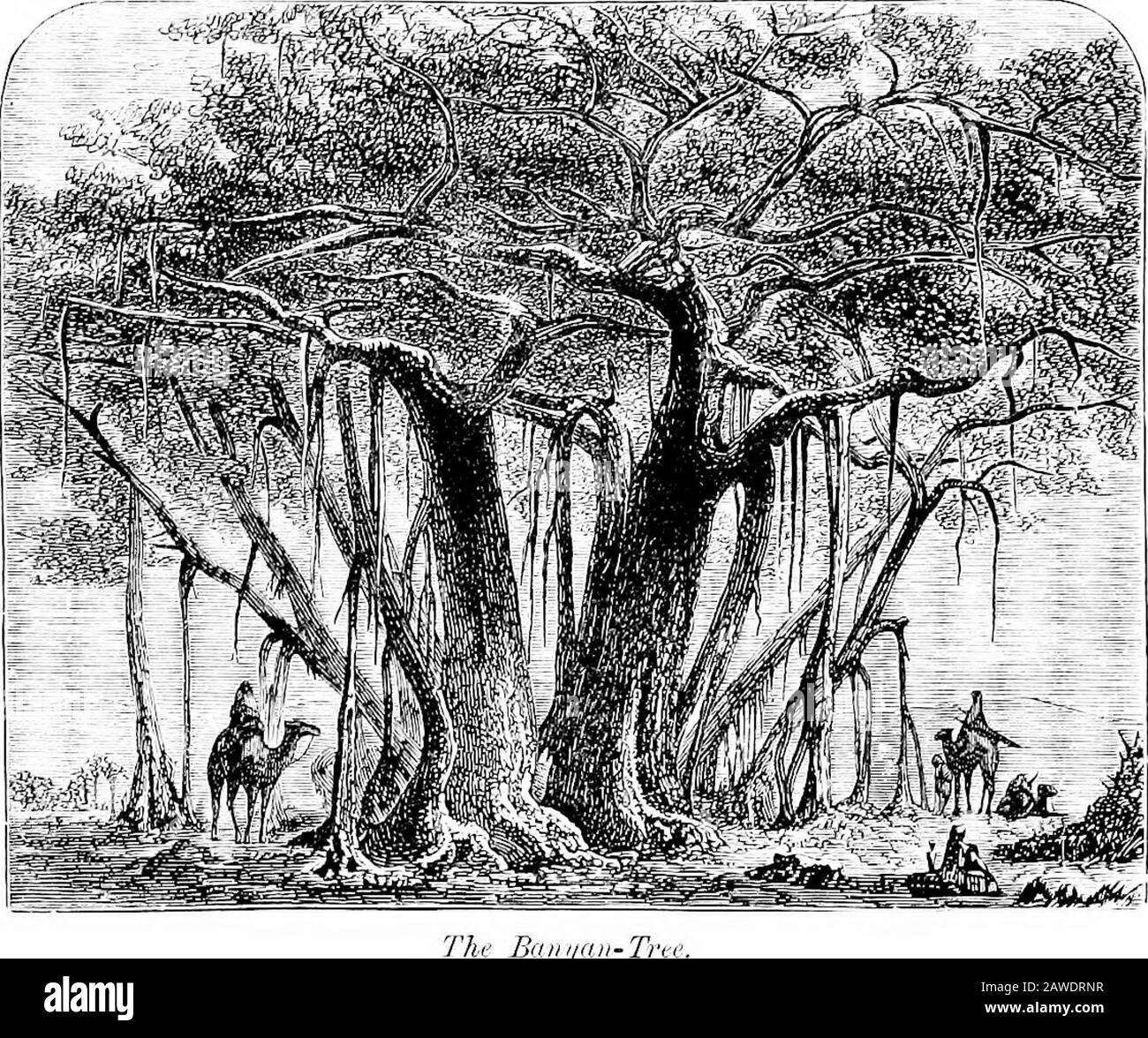 Banyan Tree Pencil Drawing