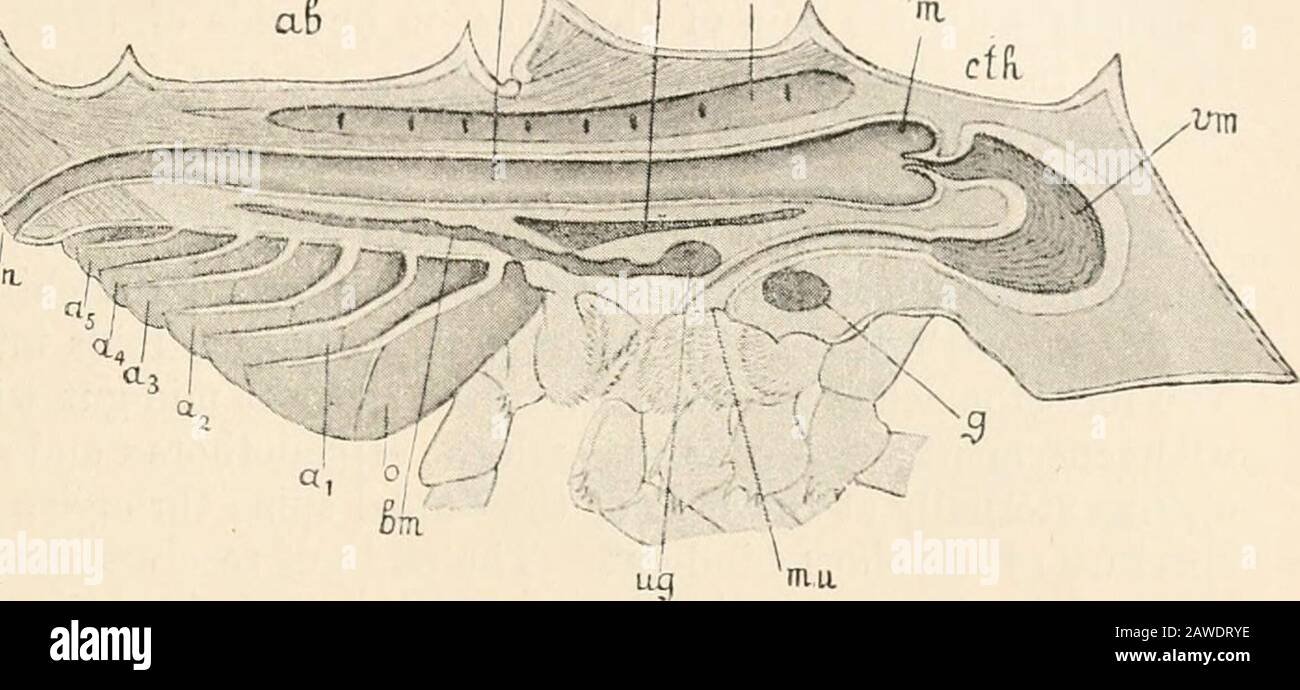 Limulus Anatomy