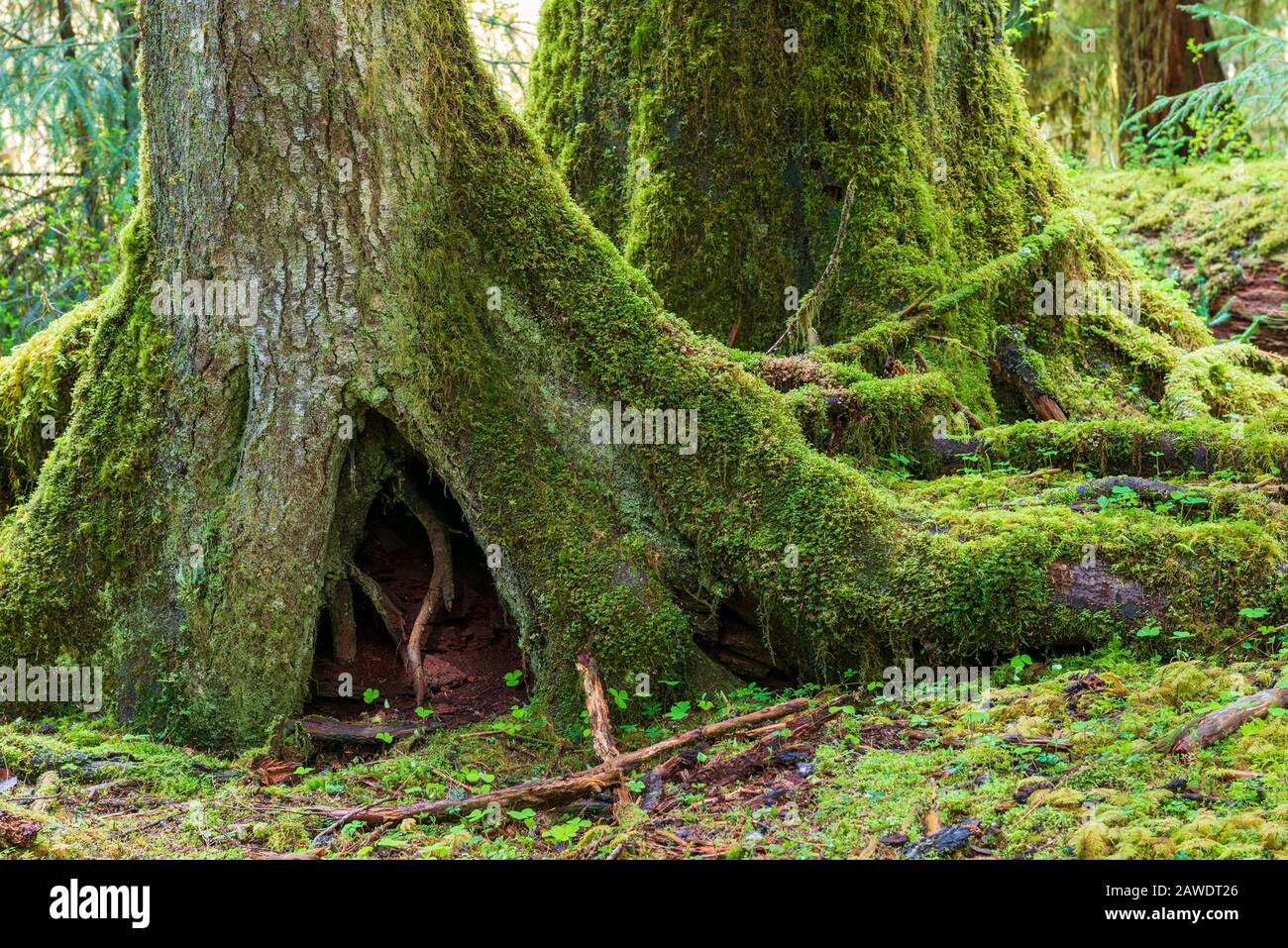 The base of moss covered trees in the Hoh Rain Forest, Olympic National Park, Washington, USA ...