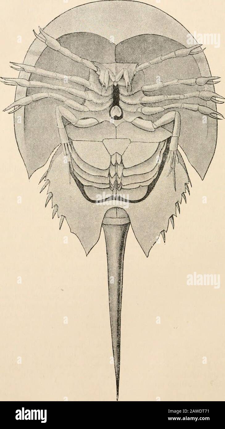 Text-book of comparative anatomy . rE AX A TOMY CHAP. to the body) a ...