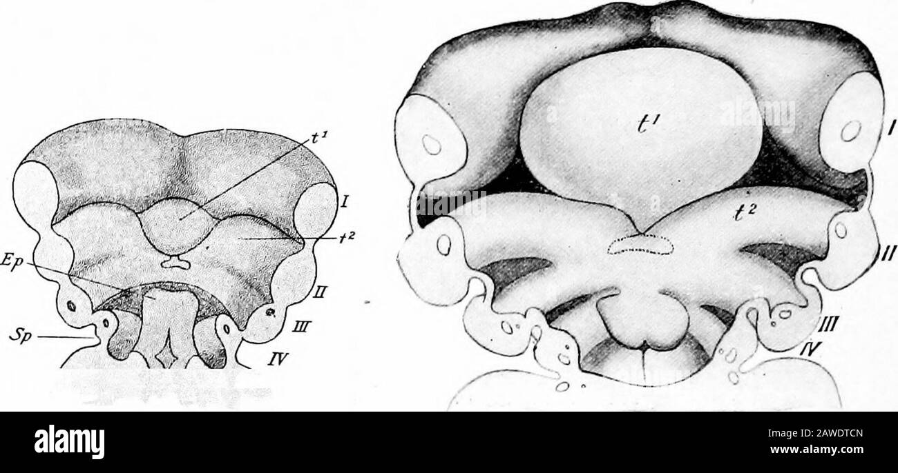The development of the human body; a manual of human embryology . ature ...