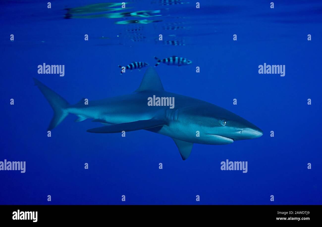 Pilot Fish High Resolution Stock Photography and Images - Alamy