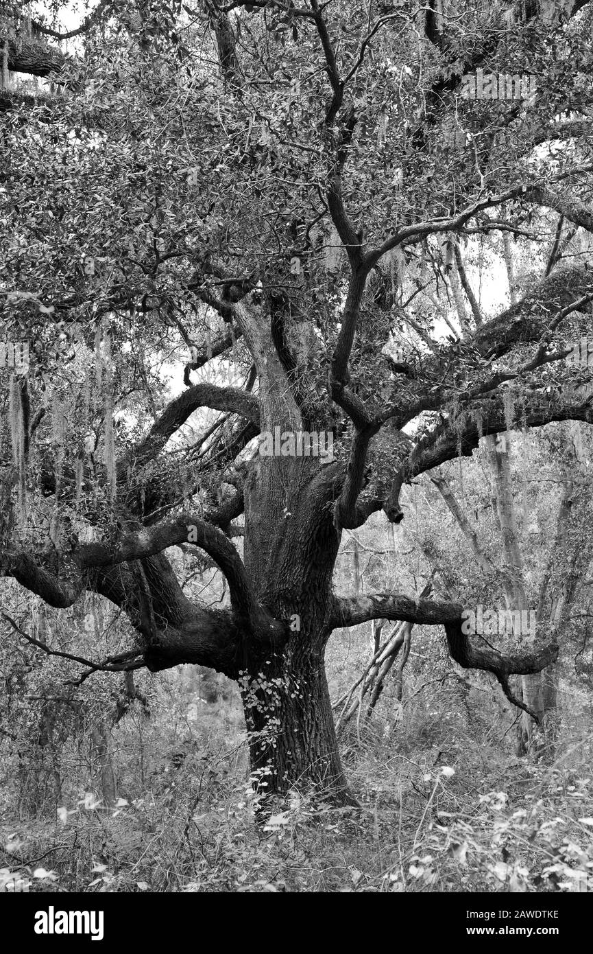 Spanish moss plant Black and White Stock Photos & Images - Alamy