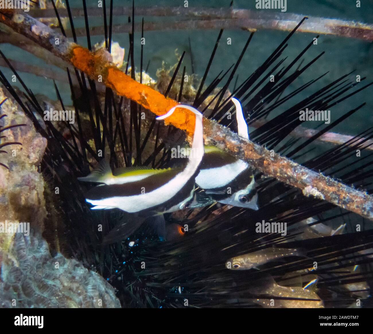 A pair of Longfin Bannerfish (Heniochus acuminatus Stock Photo - Alamy