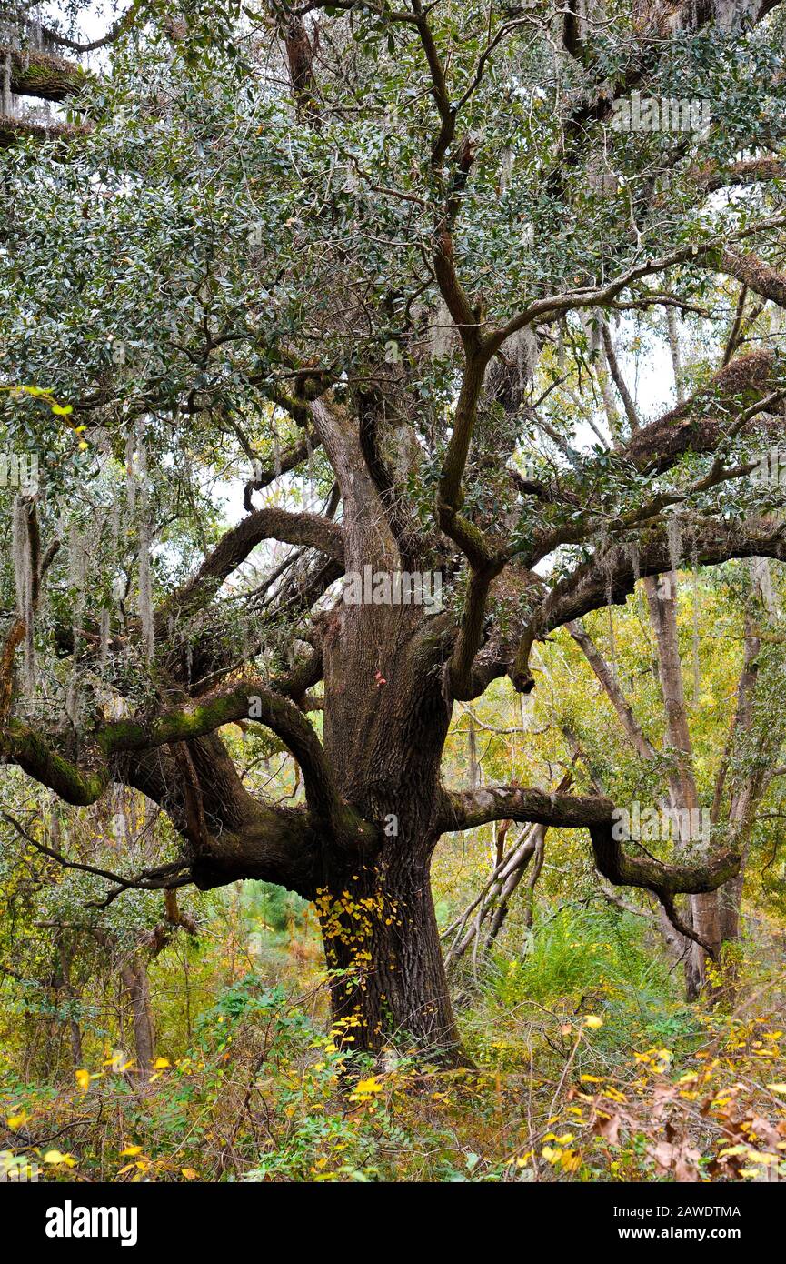 Large Live Oak Tree with Hanging Spanish Moss Stock Photo - Alamy